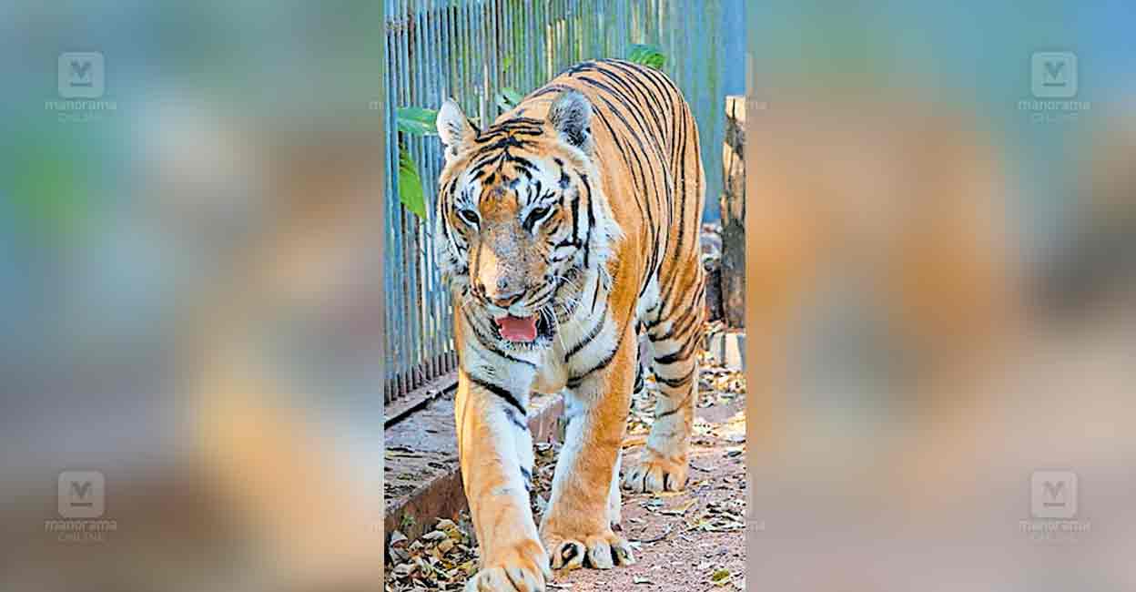 തൃശൂർ മൃഗശാലയിലെ ‘സീനിയർ’ കടുവ 'ഹൃഷിരാജ്’ വിടവാങ്ങി | Thrissur Zoo ...