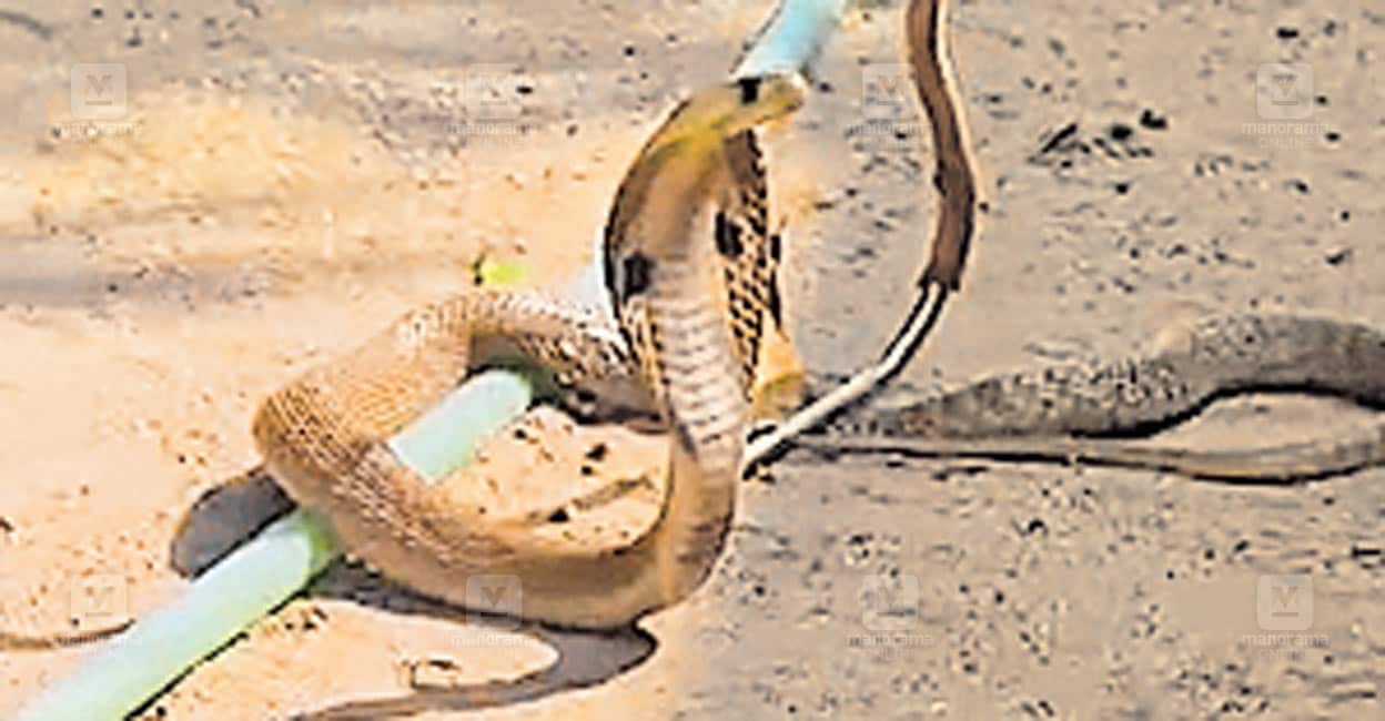 വീട്ടുമുറ്റത്ത്‍ നിർത്തിയിട്ടിരുന്ന കാറിനുള്ളിൽ മൂർഖൻ | Snake rescue ...