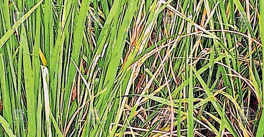 നെൽക്കൃഷി നശിപ്പിച്ച് ഇലചുരുട്ടിപ്പുഴു; കർഷകർ ആശങ്കയിൽ | Rice farming ...