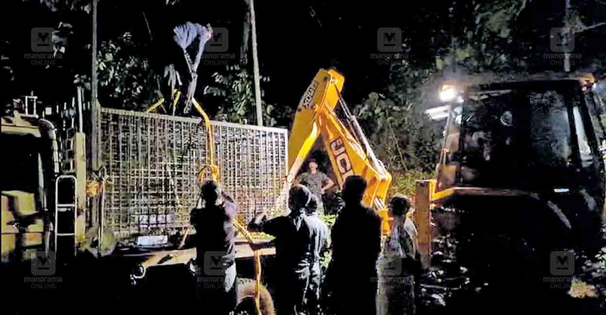 കെണിയെത്തി; പുലി വീഴുമോ? | Chirangara tiger | Chirangara | Kerala tiger ...