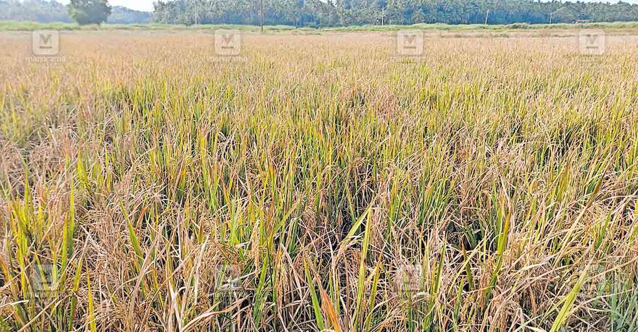 കടവല്ലൂർ പാടശേഖരം; കൊയ്യാതെ ഉപേക്ഷിച്ചത് 20 ഏക്കറോളം നെൽക്കൃഷി ...
