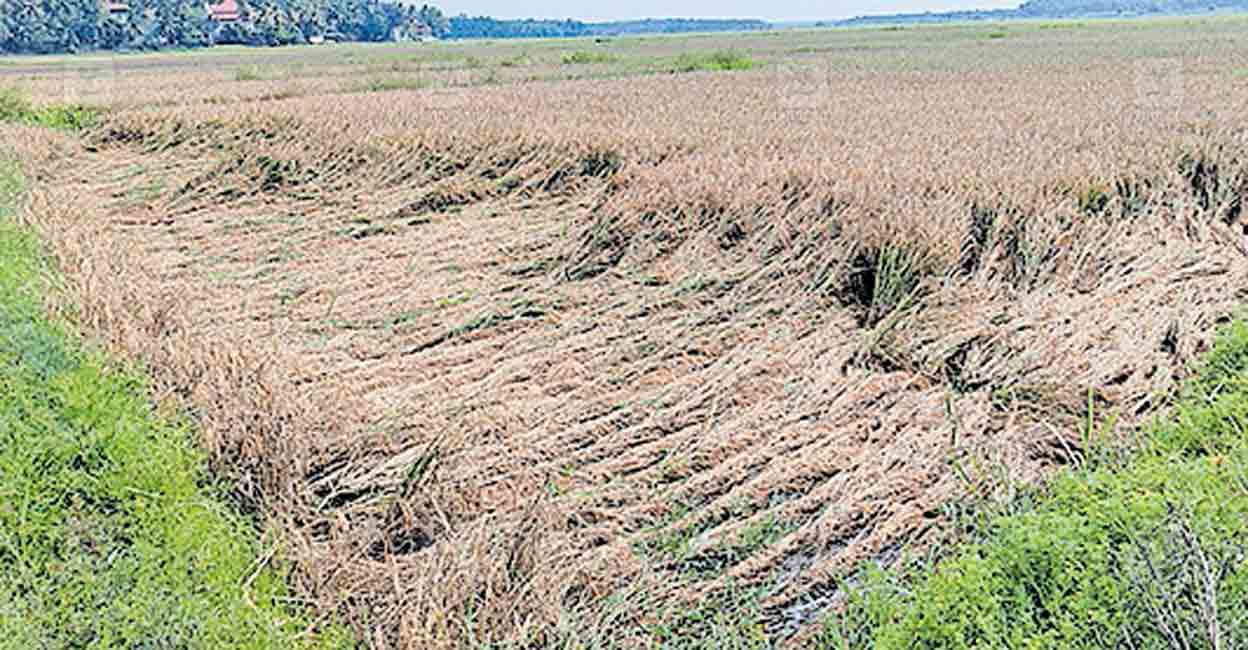 നെൽക്കൃഷിക്ക് ഭീഷണിയായി കനത്ത വേനൽമഴയും കാറ്റും; വീണിതല്ലോ കിടക്കുന്നു ...