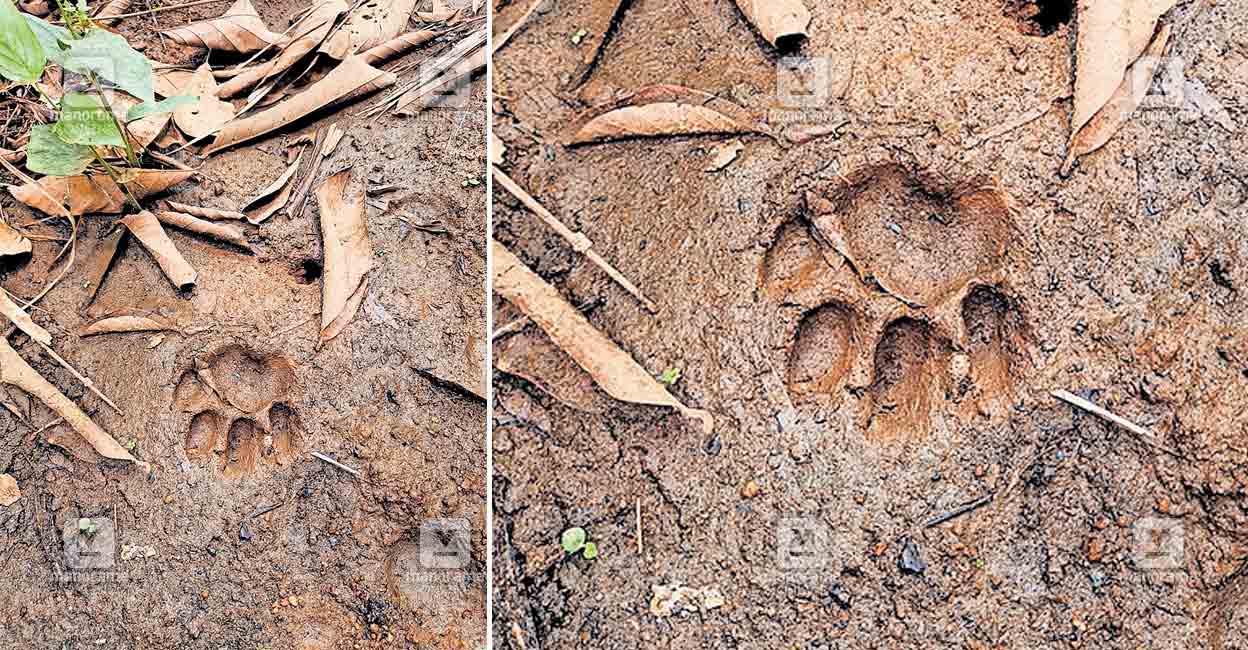 കൂട്ടിലിട്ട പട്ടിയെ പുലി ആക്രമിച്ചു | Leopard attack | dog attack ...