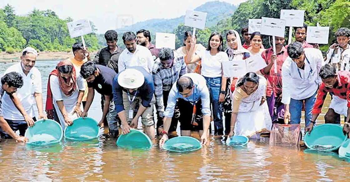 പുതിയ ഇനം മഞ്ഞക്കൂരിയെ ചാലക്കുടിപ്പുഴയിൽ നിക്ഷേപിച്ചു | Chalakudy River ...