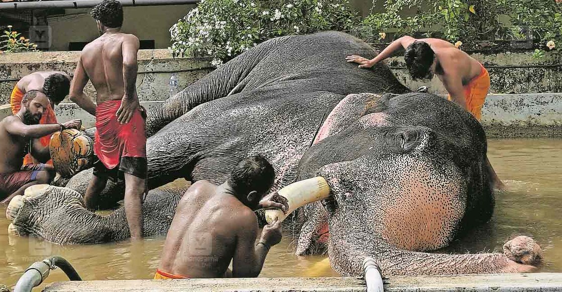 അച്ചട്ടാണ് ആനച്ചിട്ട... 6 മണിക്കൂർ താരാട്ട്, നീരാട്ട്; കറുമ്പനെ കൂടുത ...