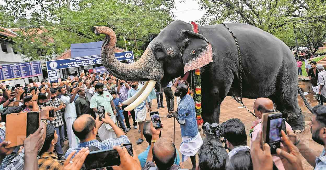 അച്ചട്ടാണ് ആനച്ചിട്ട... 6 മണിക്കൂർ താരാട്ട്, നീരാട്ട്; കറുമ്പനെ കൂടുത ...