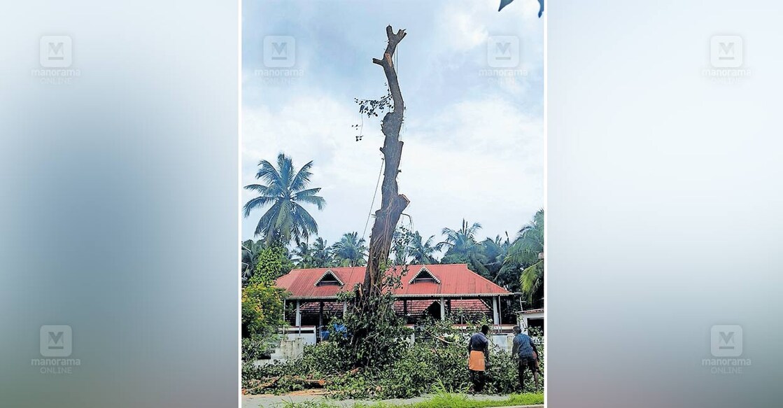 റോഡ് വികസനത്തിനായി ആൽമരം മുറിച്ചു മാറ്റി ക്ഷേത്ര കമ്മിറ്റി ...