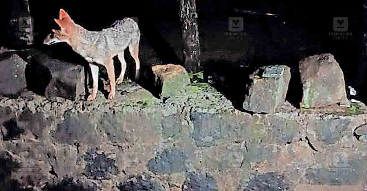 കാടുകുറ്റി, അന്നനാട് മേഖലകളിൽ കുറുനരി ശല്യം രൂക്ഷം; ജനം പരിഭ്രാന്തിയി ...