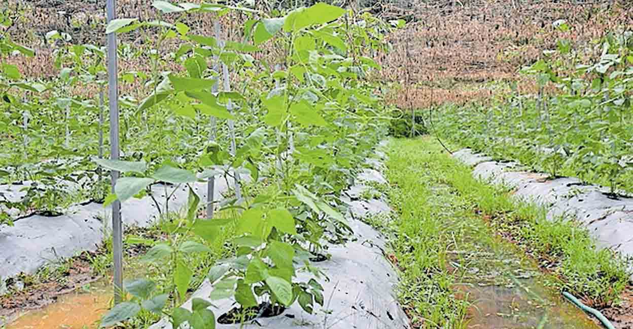 പ്രതീക്ഷയിലേക്കു പടർന്നേറട്ടെ പുലാക്കോട്ടെ പയർകൃഷി | Pulakode | Payar ...