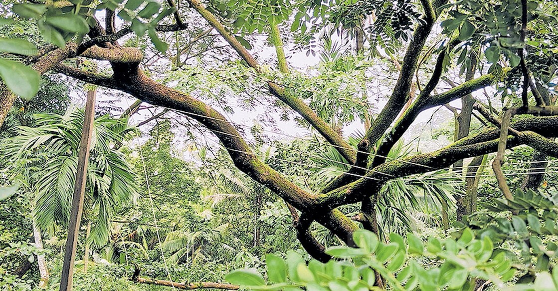 ദേശീയപാതയോരത്ത് കൂറ്റൻ മരം ഒടിഞ്ഞുവീണു; വെട്ടിമാറ്റാനാളില്ല ...