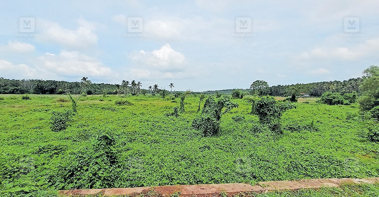 നെല്ലില്ലാനിലങ്ങൾ: കൃഷിയിൽനിന്ന് പിൻവാങ്ങി നെൽക്കർഷകർ; വയൽ നികത്തലും ...