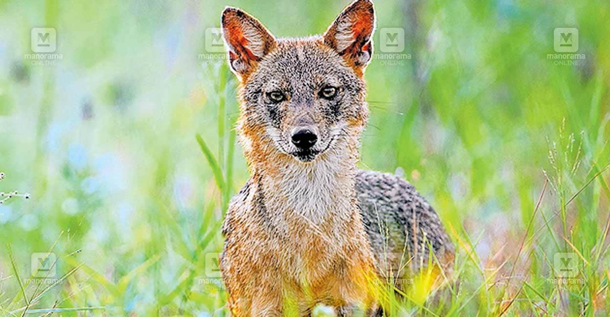 കേരളത്തിലെ ഗ്രാമങ്ങളിൽ 5,000 ലധികം കുറുക്കന്മാരുടെ സാന്നിധ്യം; ‘ജങ്ക് ...