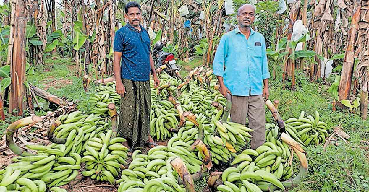 വാഴ കൃഷിചെയ്തവരുടെ കണ്ണീരിനെന്തു വില? ഏത്തയ്ക്കാ വിപണിയിലുണ്ടായ ഇടിവ് ...