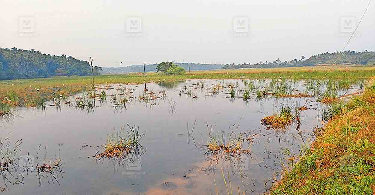 വെള്ളം വറ്റിക്കാൻ സംവിധാനമില്ല, 100 ഏക്കറിൽ നെൽക്കൃഷി കർഷക ...