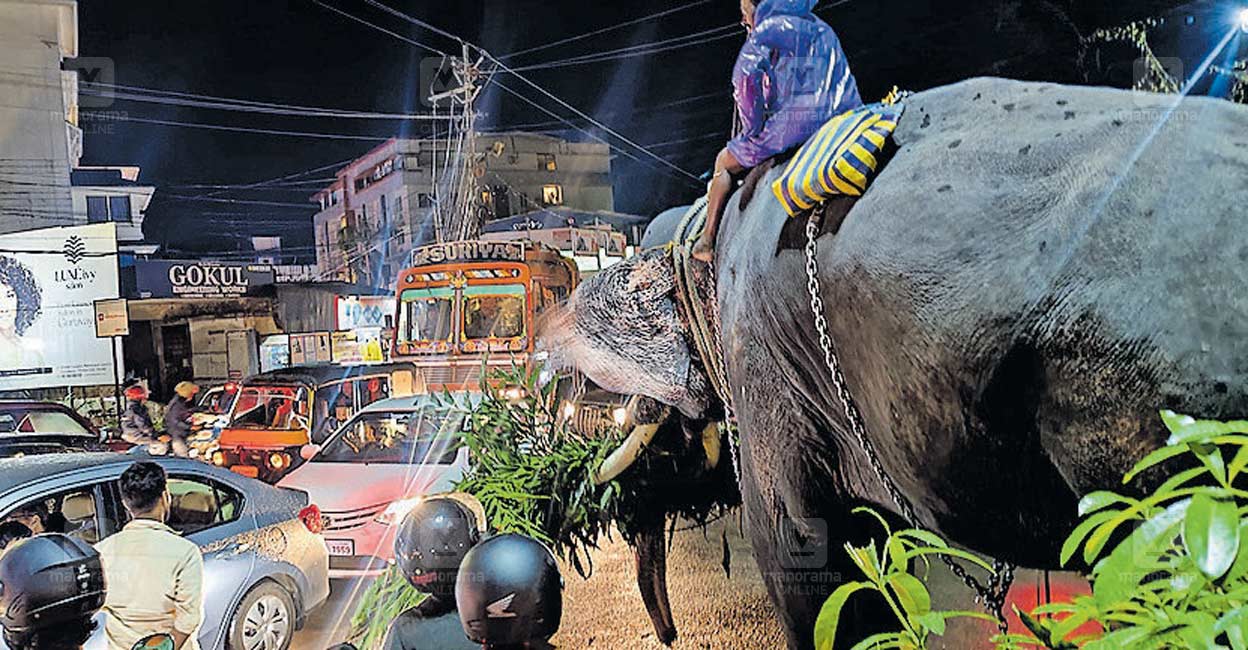 ട്രാഫിക് ബ്ലോക്കിൽ ആനയും പെട്ടു; ക്ഷമകെടാതെ കൊമ്പൻ അനന്തനാരായണ ...