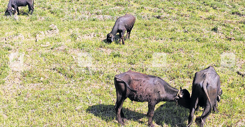 ലോക്ഡൗണിൽ വളർത്തുമൃഗങ്ങളും