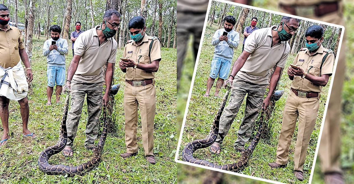 ജനവാസ കേന്ദ്രത്തിലെ റബർ തോട്ടത്തിൽ പെരുമ്പാമ്പ്