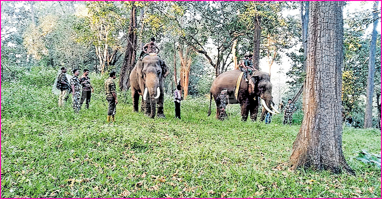 ക്യാമറയിലുണ്ട്, കൂട്ടിലില്ല; കടുവയെ കണ്ടെത്താൻ ദിവസങ്ങളായി തുടരുന്ന ...