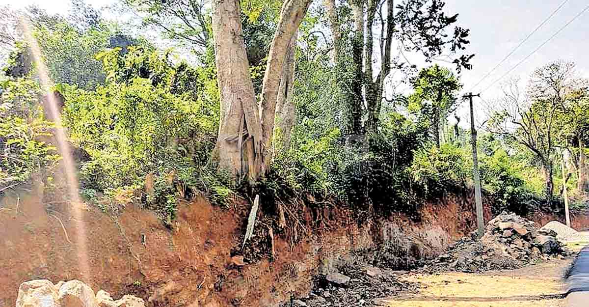 പാതയോരങ്ങളിൽ ജനത്തിന് ഭീഷണിയായി വേരറ്റ മരങ്ങൾ