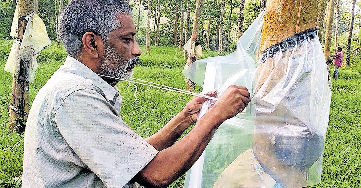 കാലവർഷം പടിവാതിൽക്കൽ; ‘വെട്ടി’പ്പിടിക്കാൻ റബർ കർഷകർ