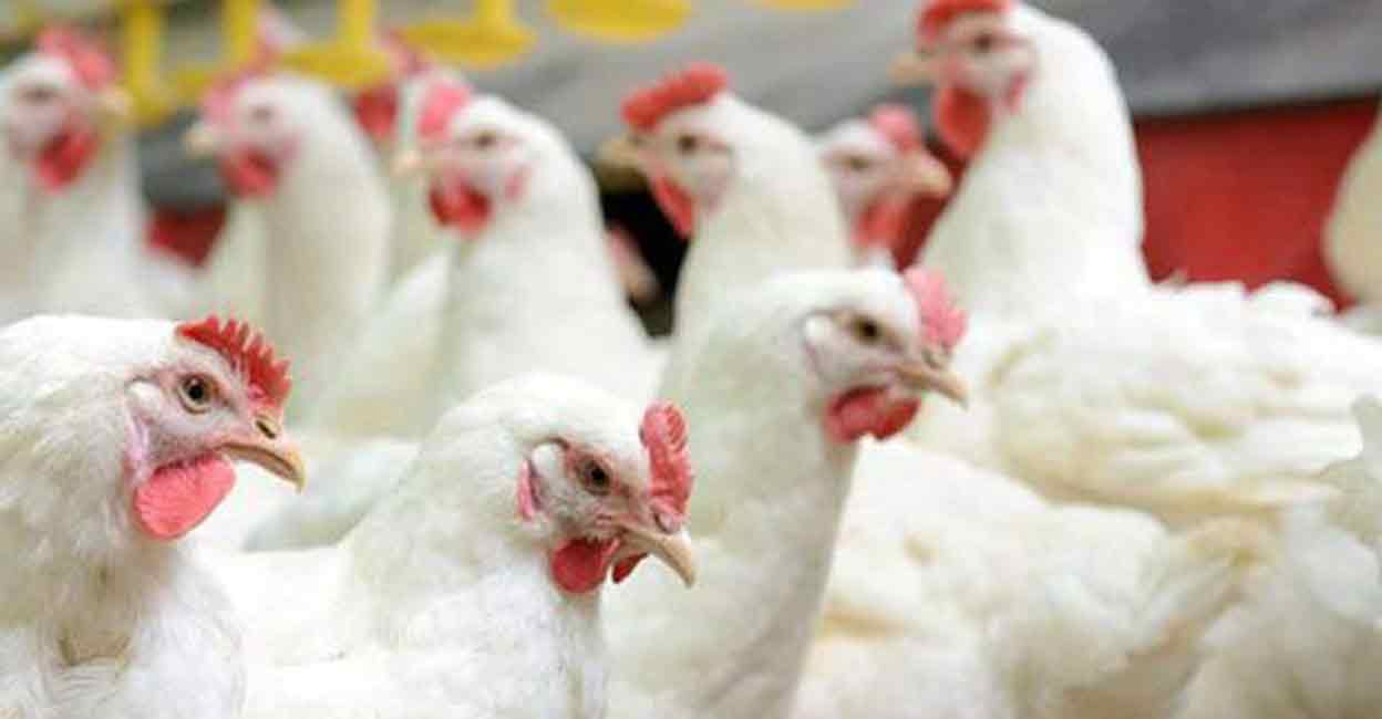 കോഴിവില പറപറക്കുന്നു, ‘തമിഴ്നാട്ടിൽ കൃത്രിമക്ഷാമം’; കോഴി വിഭവങ്ങൾ നി ...