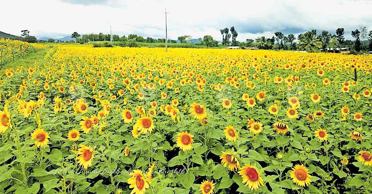 പൂക്കാലം വരവായി..; കിലോഗ്രാമിന് 7 രൂപ, കൃഷിയുടെ 90 ശതമാനവും പെയിന്റ് ...