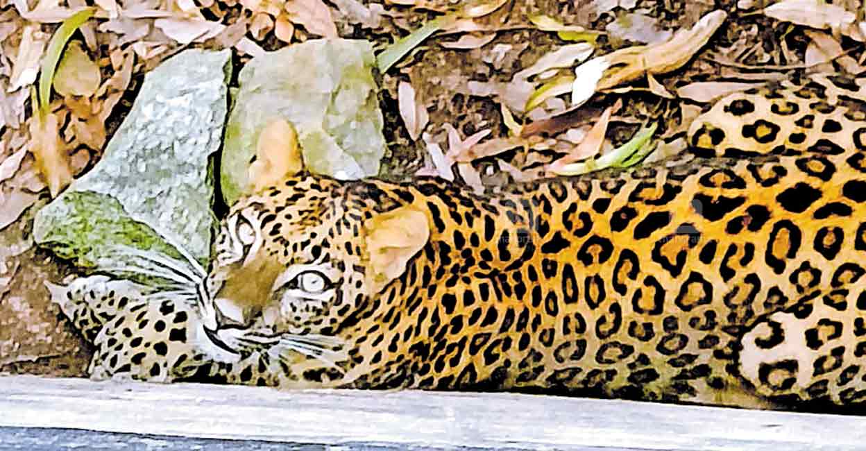 തേയില തോട്ടത്തിലെ ടാങ്കിൽ പുള്ളിപ്പുലി കുടുങ്ങി