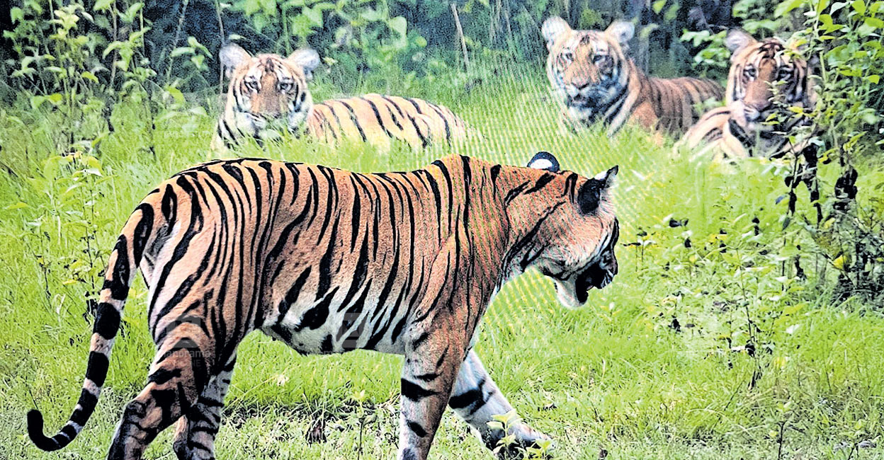 വയനാട്ടിന്റെ പട്ടണപ്രാന്തങ്ങളിലും കടുവകൾ; എണ്ണം വർഷാവർഷം വർധിക്കുന്നു