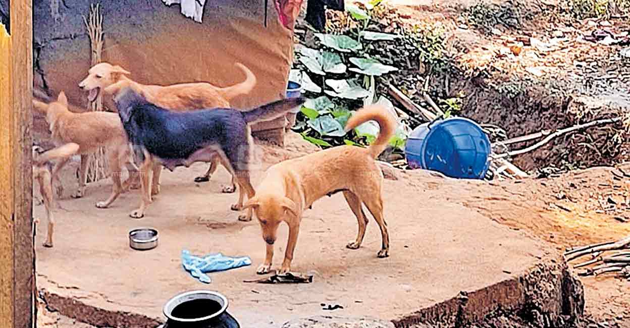 ഇരുളത്തും ചീയമ്പത്തും തെരുവുനായ് ശല്യം രൂക്ഷം: ആശങ്കയിൽ ജനം | Stray Dog ...