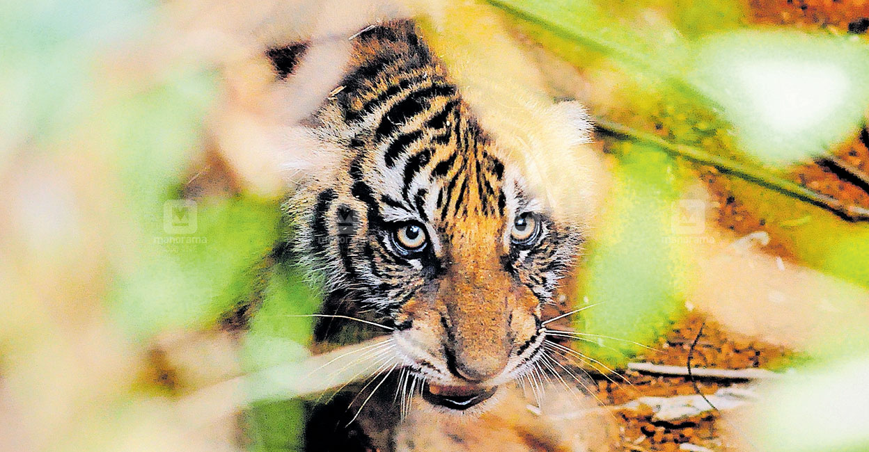 കുട്ടിക്കടുവയെ വിട്ടത് അമ്മയുടെ കൂടെ തന്നെയോ? കുഞ്ഞിനെ തേടി കടുവ ...