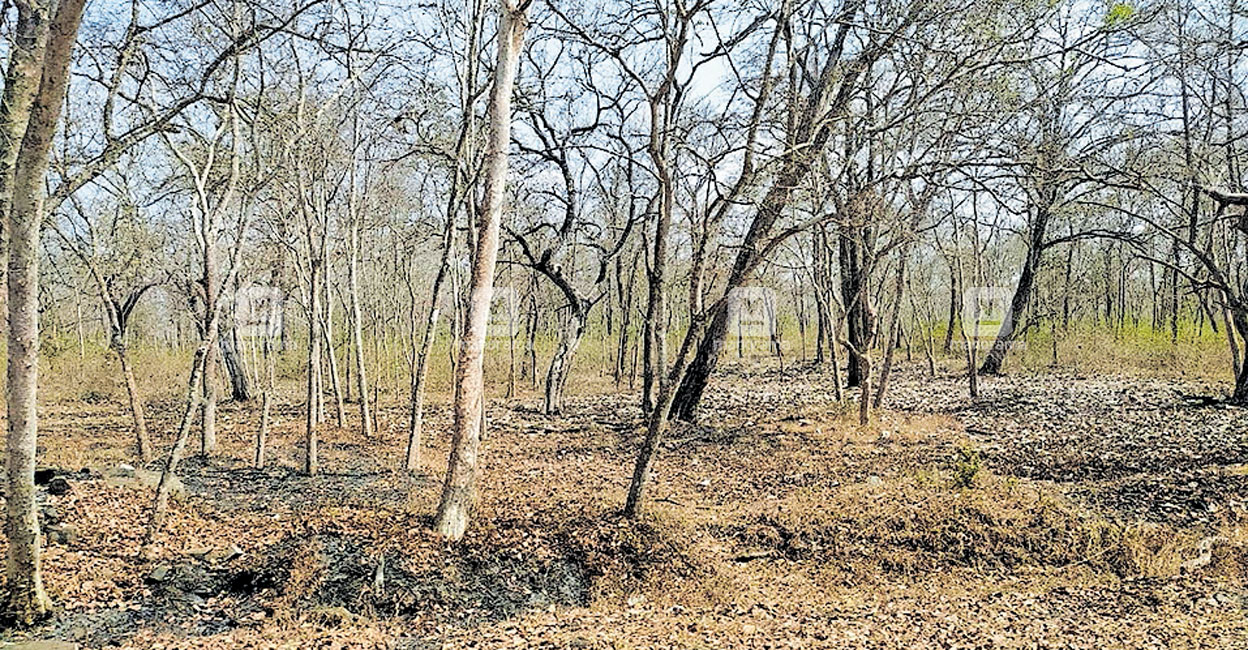 കരിഞ്ഞുണങ്ങി അതിർത്തി വനം; കാട്ടുതീ പേടിയിൽ വനപാലകർ