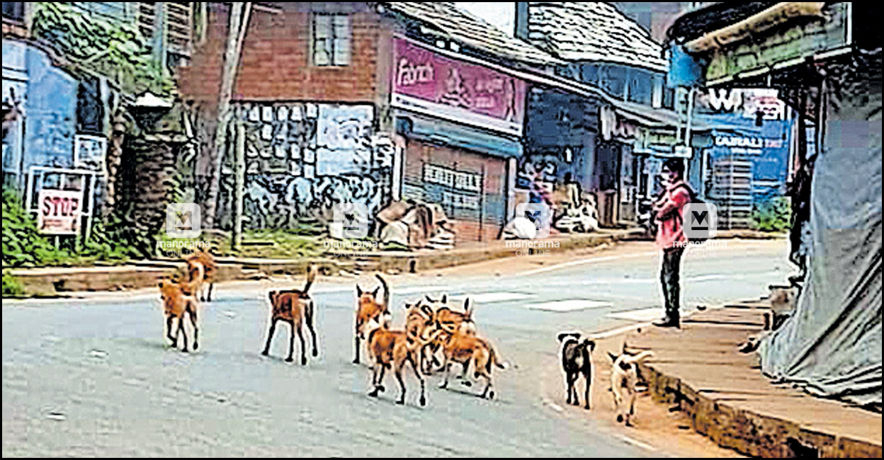 തരുവണയിൽ മൂന്നു വയസ്സുകാരിയെടക്കം ഒട്ടേറെപ്പേരെ തെരുവുനായ കടിച്ചു ...