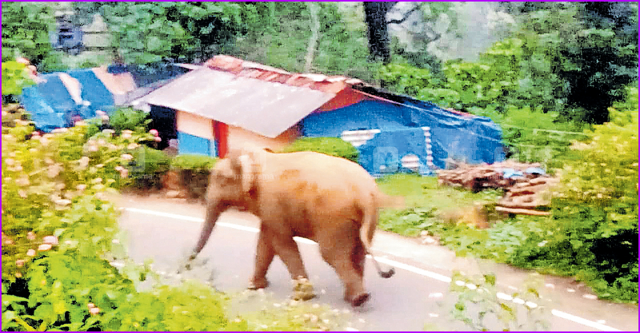 ചേരങ്കാേടിനടുത്ത് പകൽ കാട്ടാനയിറങ്ങി; ഭയന്നു വിറച്ച് നാട്ടുകാർ | Wild ...