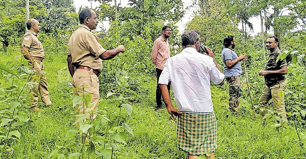 വീണ്ടും കടുവാഭീതി; കടുവയെ കണ്ടത് ചീനപ്പുല്ല് എസ്റ്റേറ്റിൽ കാടു ...