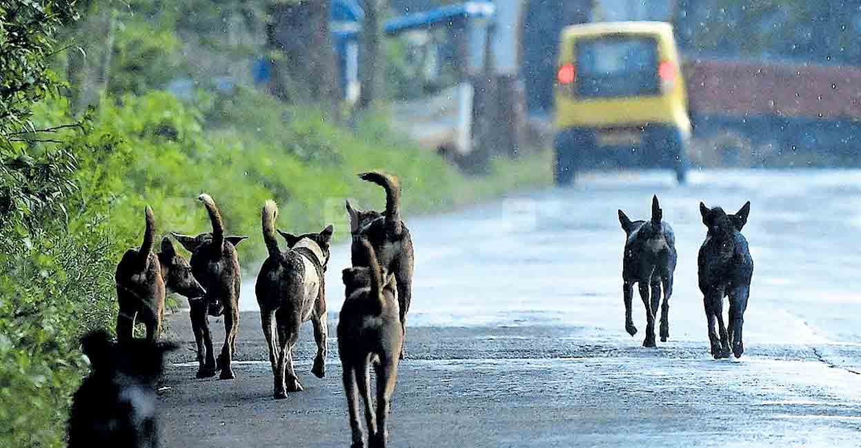 ഫണ്ടില്ല, ജില്ലാ പ‍ഞ്ചായത്തിന്റെ എബിസി പ‍ദ്ധതി ഇഴഞ്ഞുനീങ്ങുന്നു | Stray ...