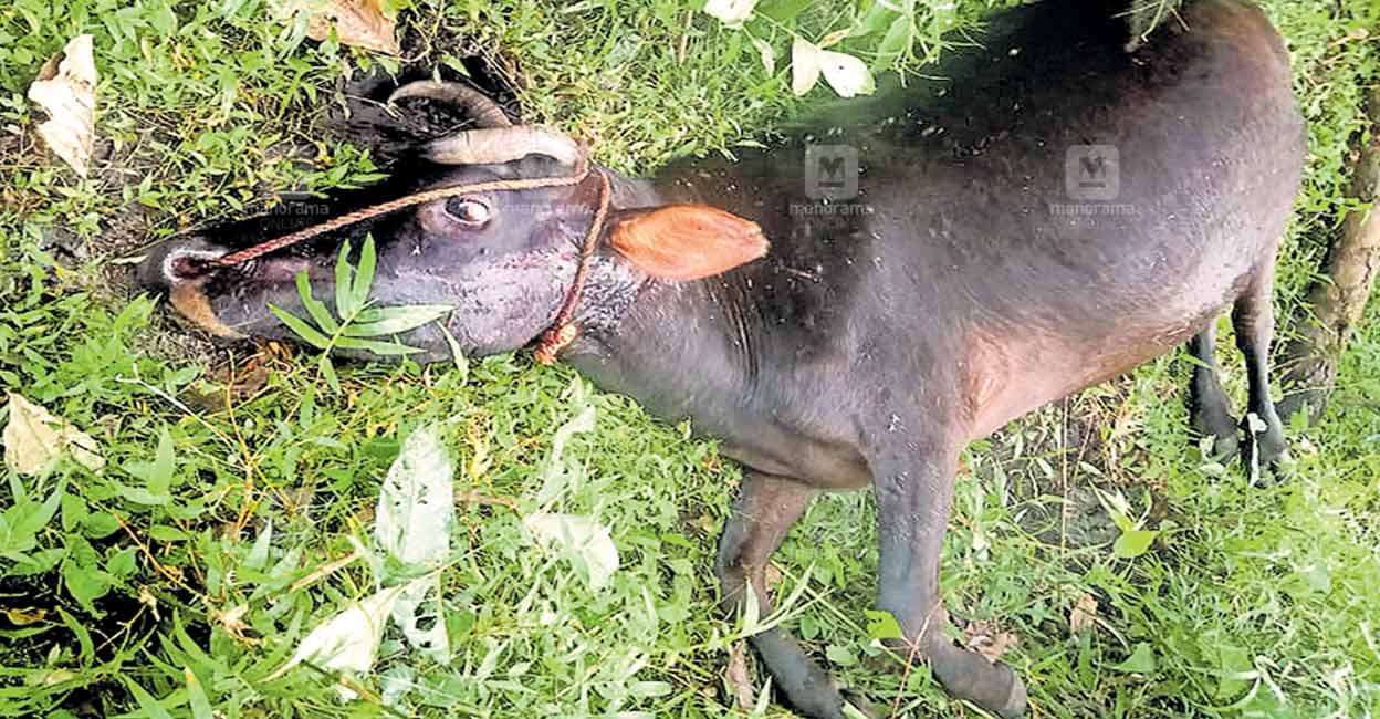 മേയാൻവിട്ട പശുവിനെ കടുവ കൊന്നു