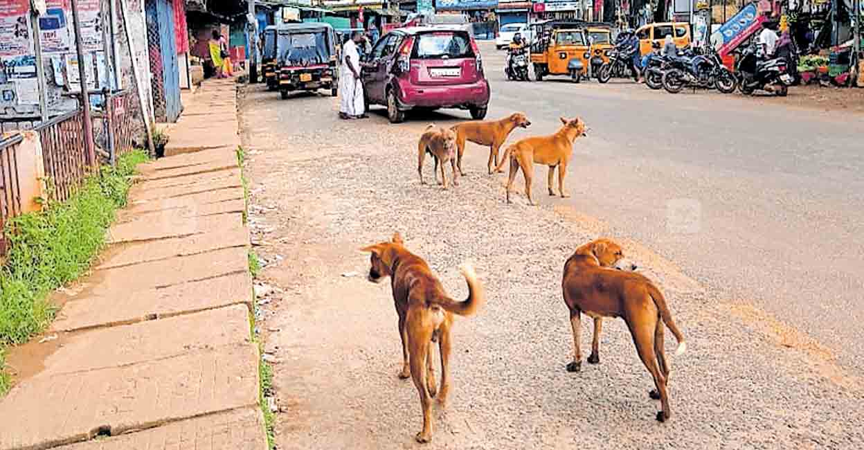 തരുവണയിൽ തെരുവുനായശല്യം രൂക്ഷം | Stray Dog Rescue Kerala | Stray Dog ...