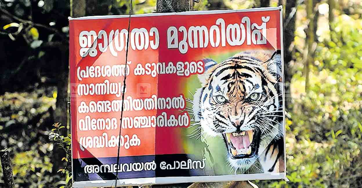 കടുവകൾ കാണാമറയത്ത്; ഉറക്കമില്ലാതെ പൊന്മുടിക്കോട്ട