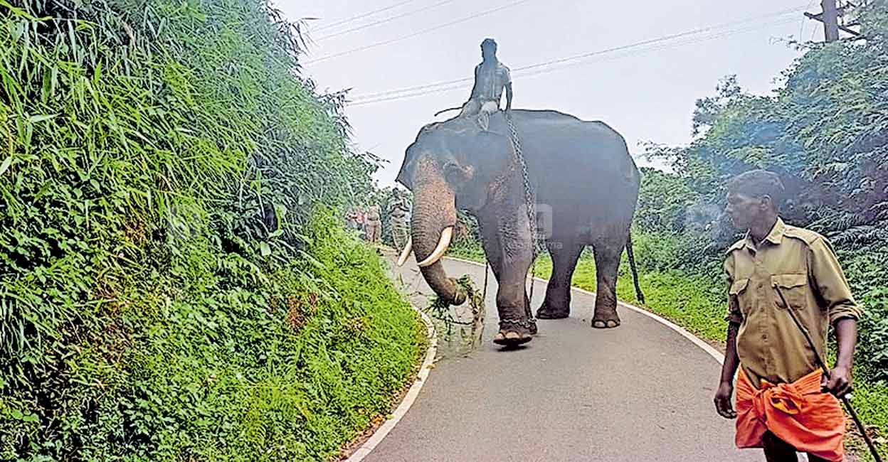 പന്തല്ലൂരിലെ കാട്ടാനകളെ തുരത്താൻ താപ്പാനകളെത്തി