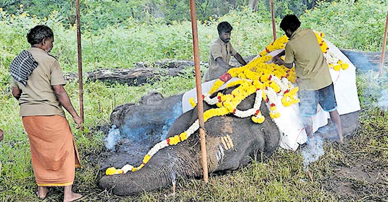 ബ്രിട്ടിഷ് പാർലമെന്റിൽ വരെ ചർ‌ച്ച ചെയ്യപ്പെട്ട മൂർത്തി എന്ന മോഴയാന; 23 ...