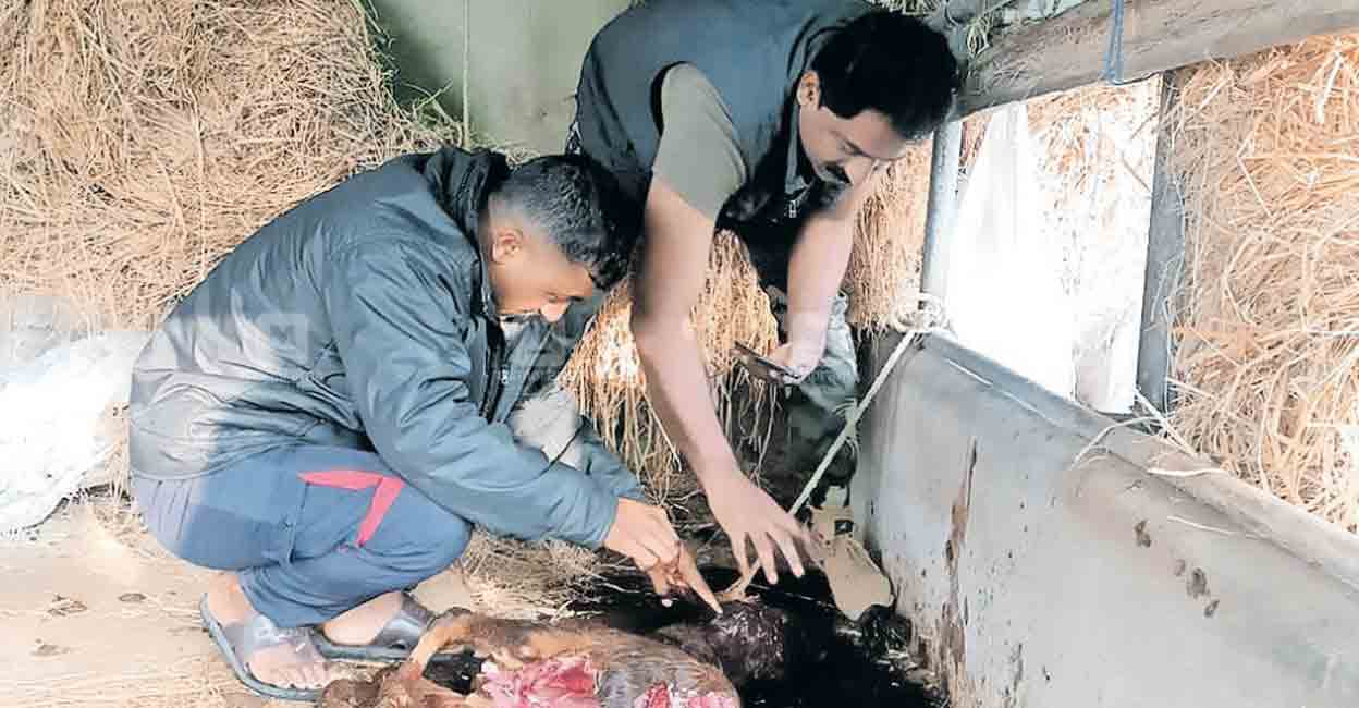 വാകേരി സീസിയിൽ കടുവ: പശുക്കിടാവിനെ കൊന്ന തൊഴുത്തിൽ വീണ്ടുമെത്തി ...