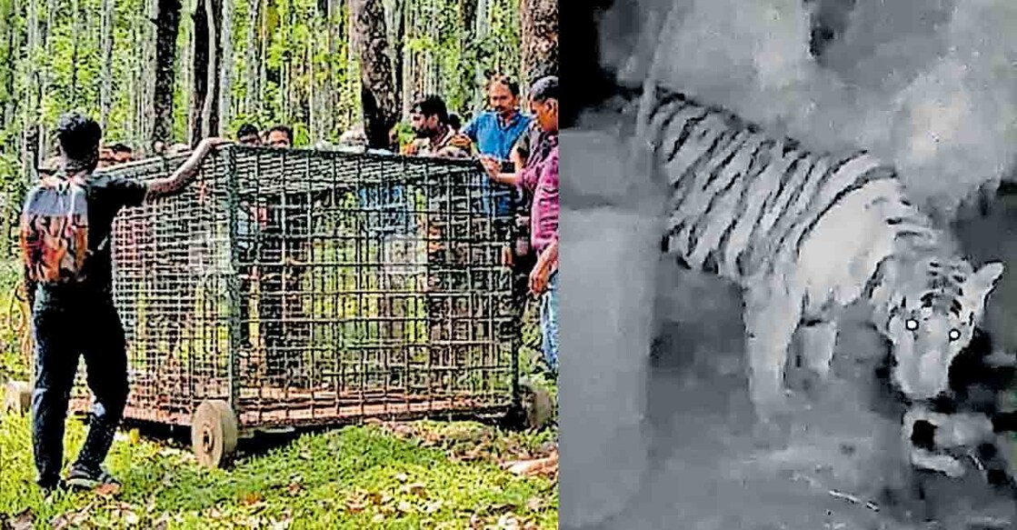 സിസിടിവിയിൽ കടുവയുടെ ലൈവ് ഷോ; തിരിച്ചെത്തി ഇരയെ ഭക്ഷിച്ച് കടുവ ...