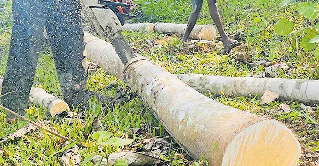 വിലയില്ലാതെ റബർ; മുറിച്ചുമാറ്റി കർഷകർ മറ്റുവിളകളിലേക്ക്