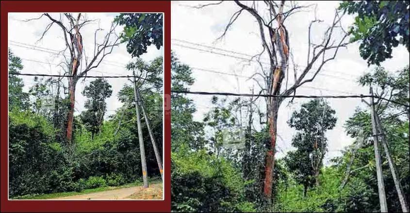 ഉണങ്ങിയ ഈട്ടി മരങ്ങൾ നാട്ടുകാർക്ക് ഭീഷണി; മുറിക്കാൻ ഭൂഉടമയ്ക്ക് ...