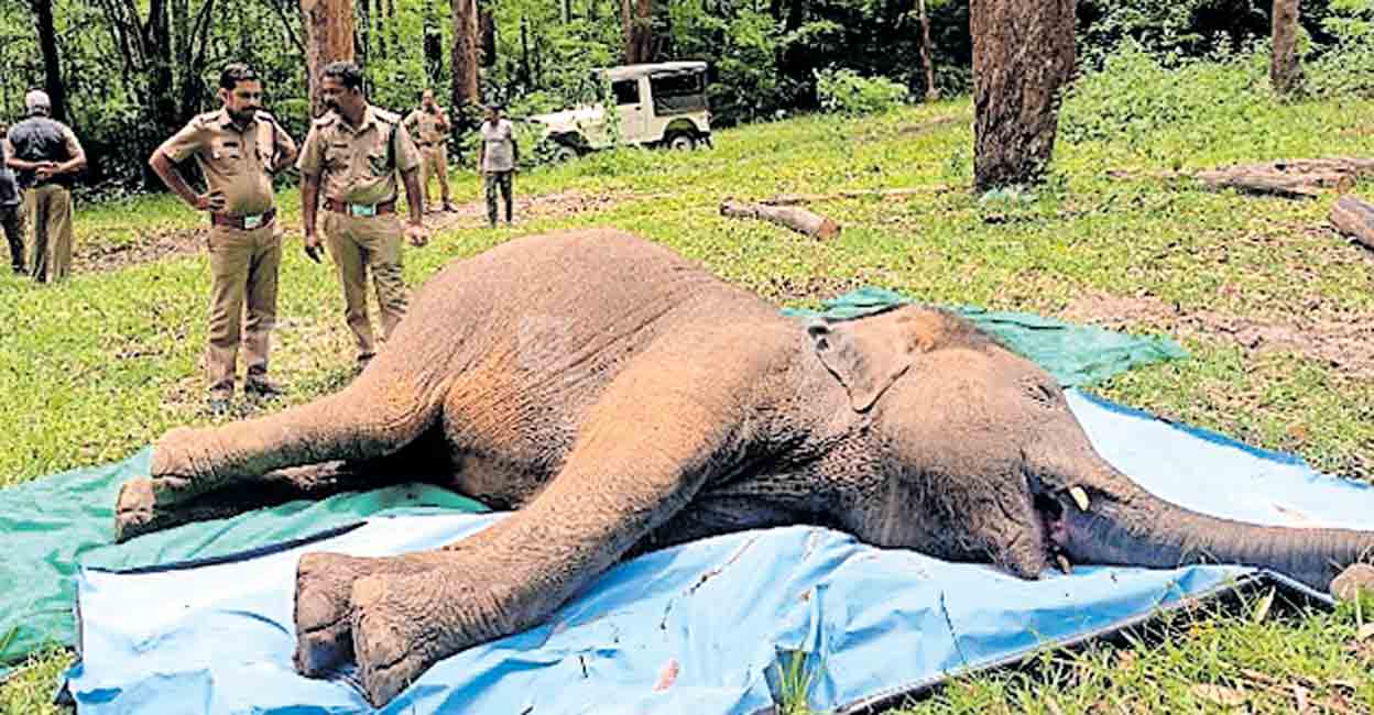 10 ദിവസമായി വെള്ളം കിട്ടാതെഅലഞ്ഞ കാട്ടാന ചരിഞ്ഞ നിലയിൽ | Wild elephant ...