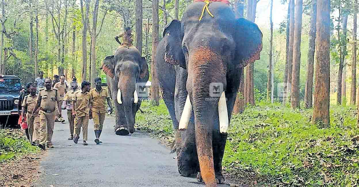 കാട്ടാനകളെ തുരത്താൻ കുങ്കിയാനകളെ എത്തിച്ചു