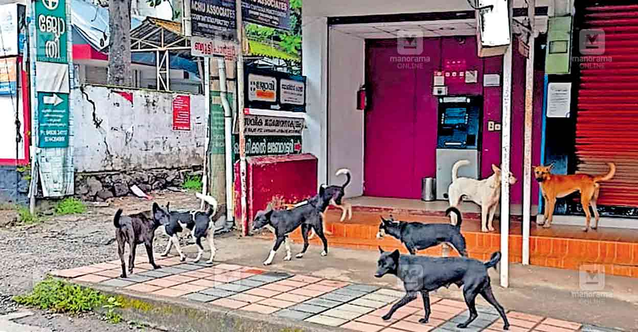 തെരുവുനായ് വലയത്തിൽ പുൽപള്ളി; അങ്ങാടിയിലും പരിസരങ്ങളിലും ...