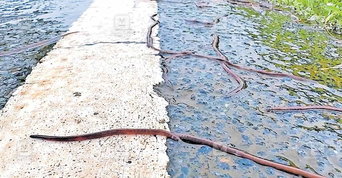 ശക്തമായ കാലവർഷം, പ്രകൃതിക്ഷോഭം: പുതിയ ഇടങ്ങൾ തേടി പലായനം ചെയ്തു മണ്ണിരക ...