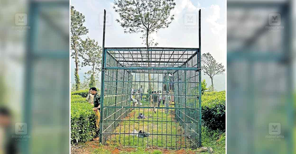 കൂട് റെഡി; കടുവ വന്ന് കയറിയാൽ മതി: സ്ഥലത്ത് സർവസജ്ജരായി വനപാലക സംഘം ...