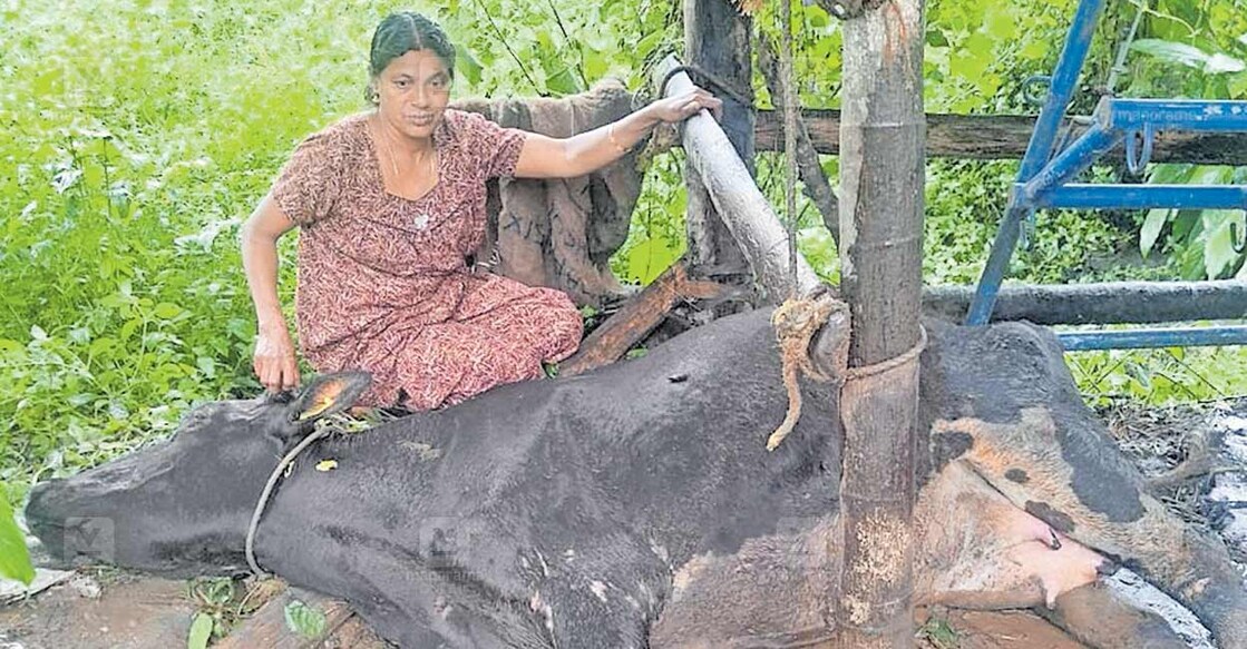 ചൂരിമലയൽ കടുവ പിടിച്ച പശു ചത്തു | Tiger attack | cow death | bathery ...